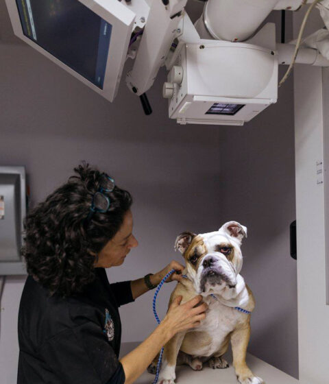 Pet Radiographic Imaging in Brooklyn, NY | Williamsburg Veterinary Clinic