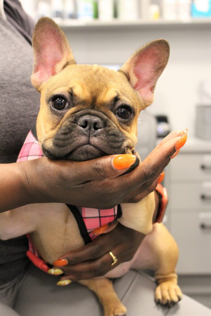 Puppy Pack | Williamsburg Veterinary Clinic